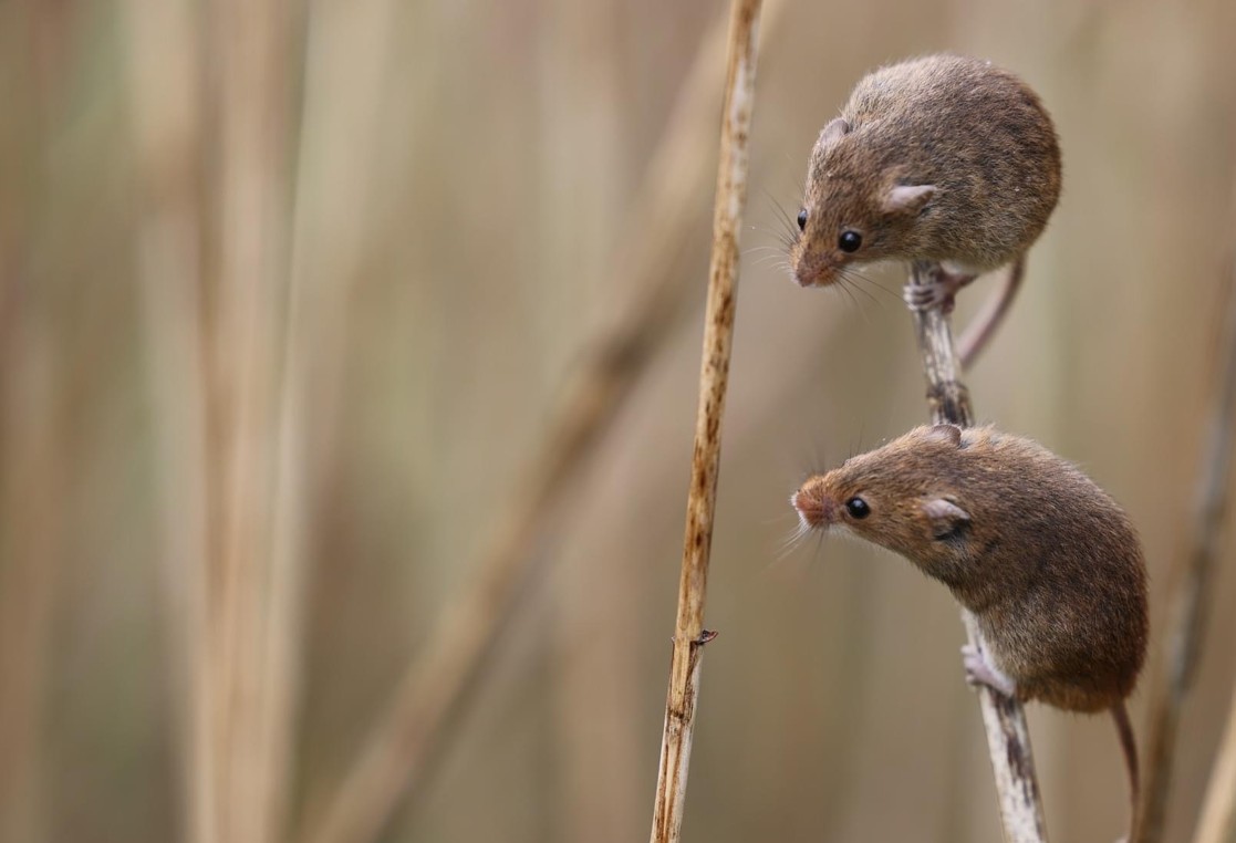 Where's Harvey? | BIAZA