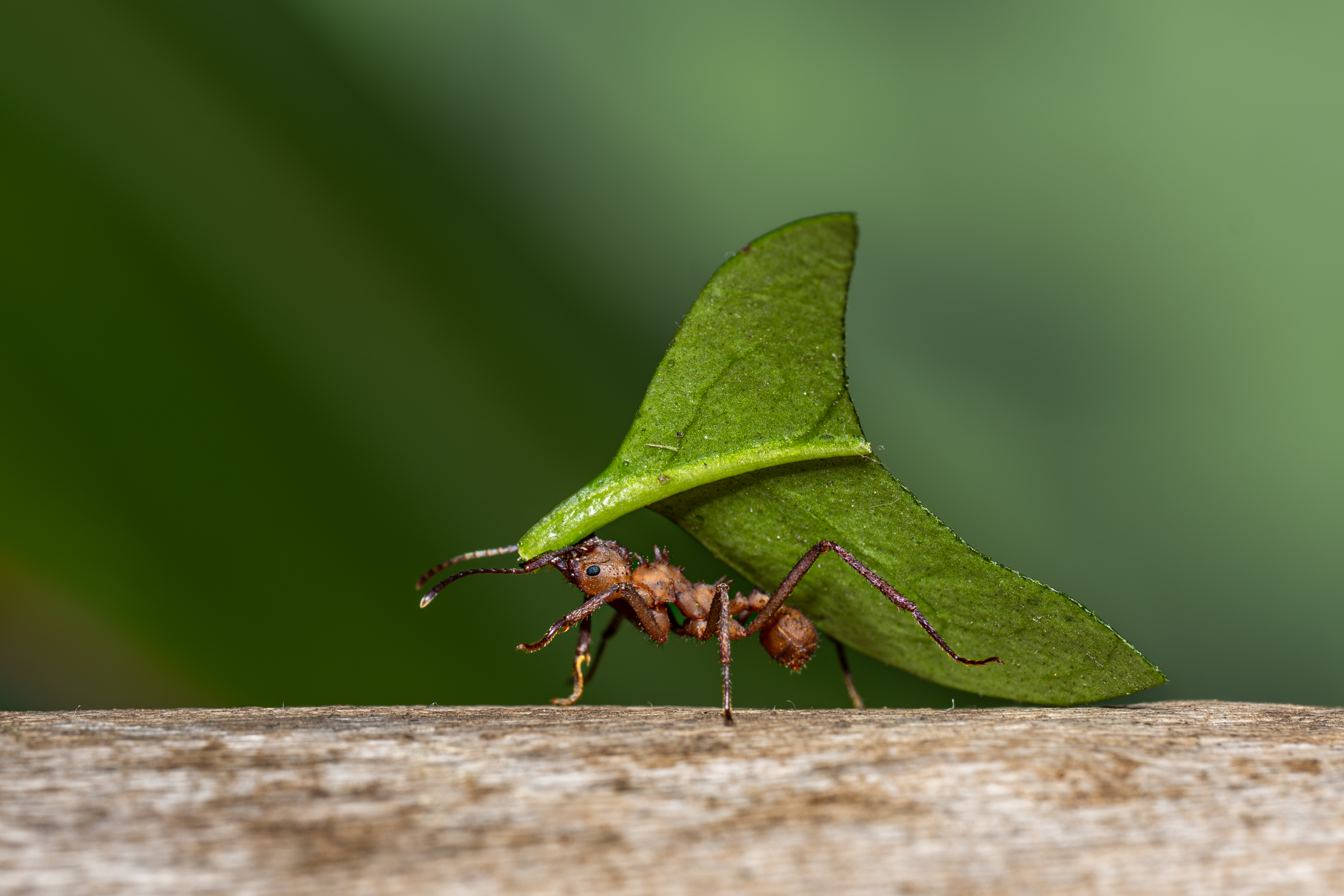 PRE-ORDER BIAZA 2025 CALENDAR | BIAZA