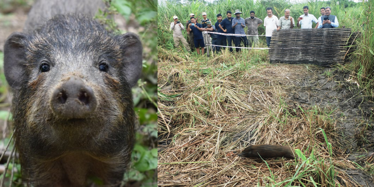 Durrell team in India release nine more endangered pygmy hogs into the ...