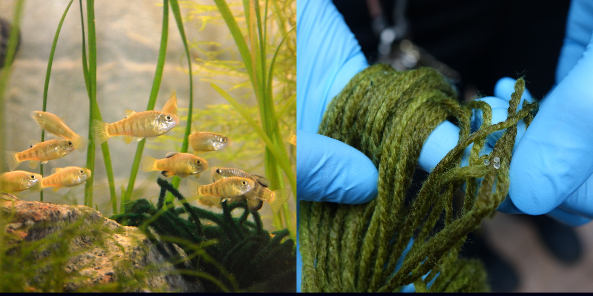 Whipsnade Zoo and Bristol Zoo Project launch ambitious plan to save a ...