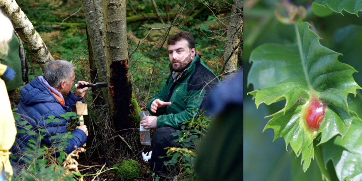 Blog: Why I look at the trees when visiting zoos | BIAZA