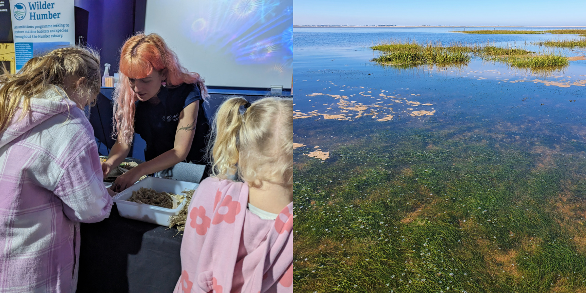 Celebrating a hidden marine superhero: Wilder Humber’s Festival of ...