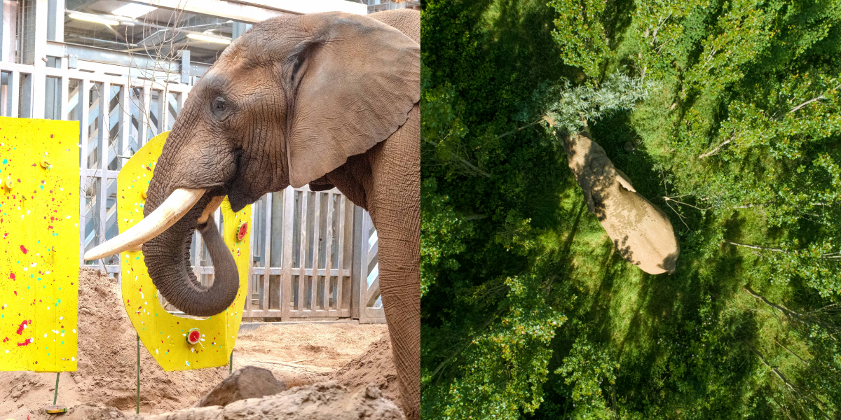 Eden for elephants. 10 years of pioneering welfare innovation at the UK ...