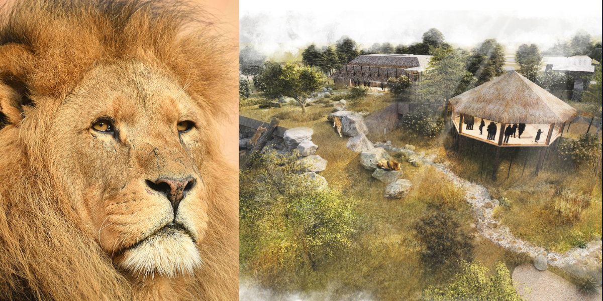 Colchester Zoo Shares Exciting Pre-Application Plans for New Lion ...
