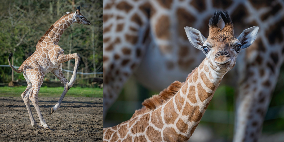 Baby giraffe kicks up her heels in first outdoor adventure at Chester ...