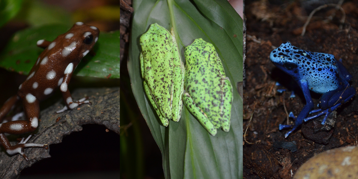 Blog: Frogs - the true champions of the ecosystem | BIAZA