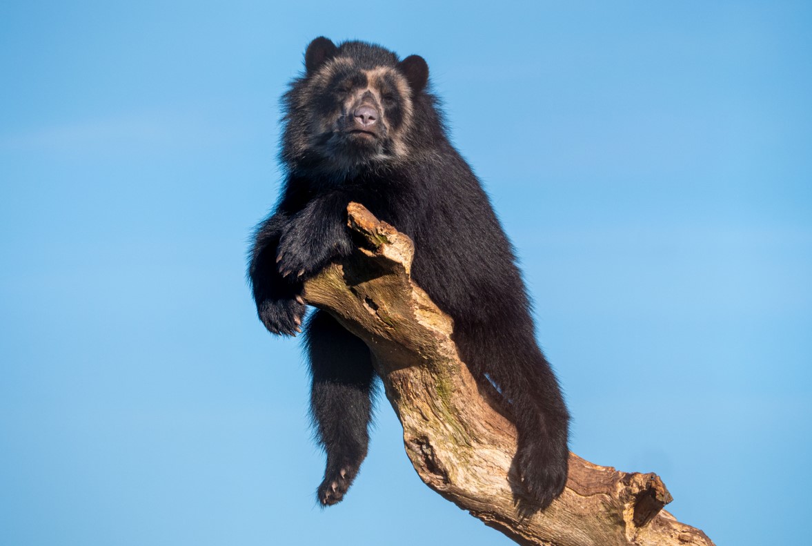 Noah's Ark Zoo Farm helps pioneer the future of global species ...