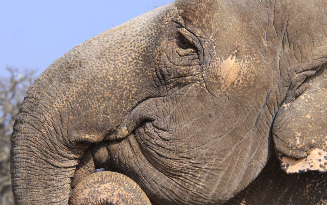 Longleat Supports Project to Help Asian Elephants Across the World | BIAZA