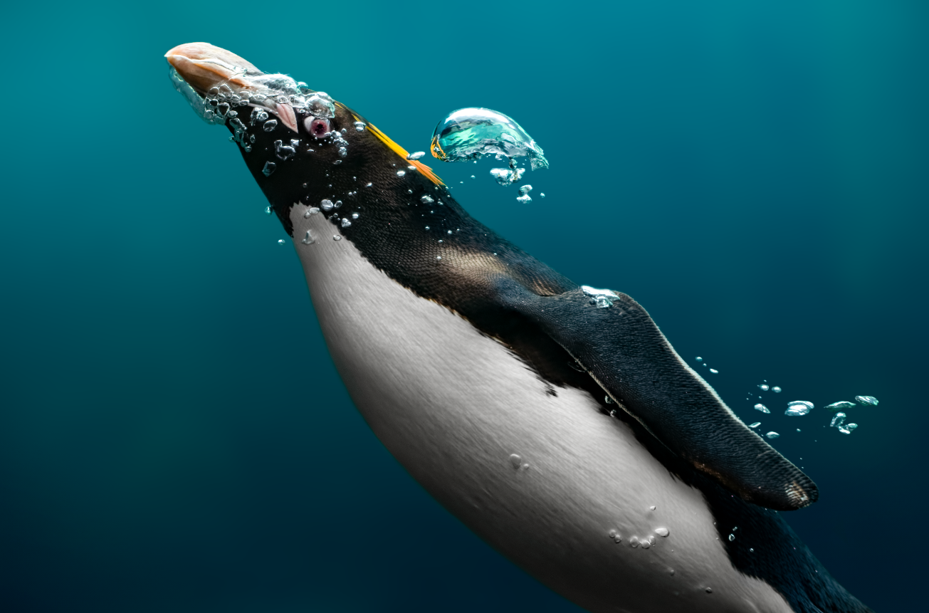 BIAZA Photo Competition 2024 - the winners! | BIAZA