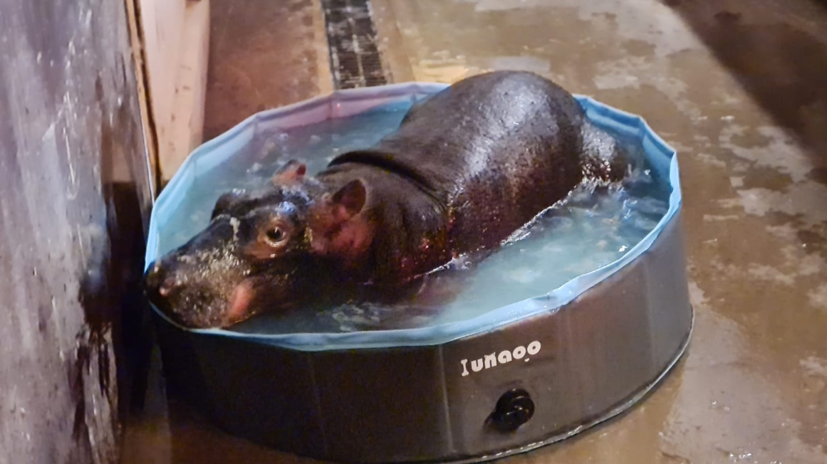 Europe’s most important hippo calf makes a splash at Flamingo Land | BIAZA