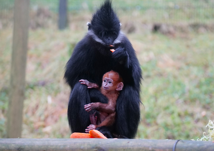 Double Trouble at Belfast Zoo as Endangered Species Welcomes Two New ...