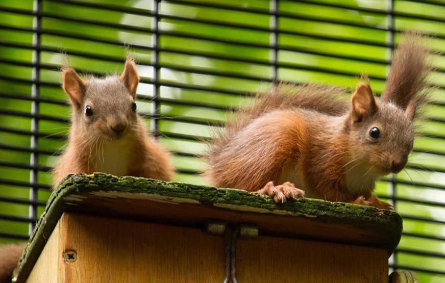 Community Conservation in Action for red squirrels | BIAZA