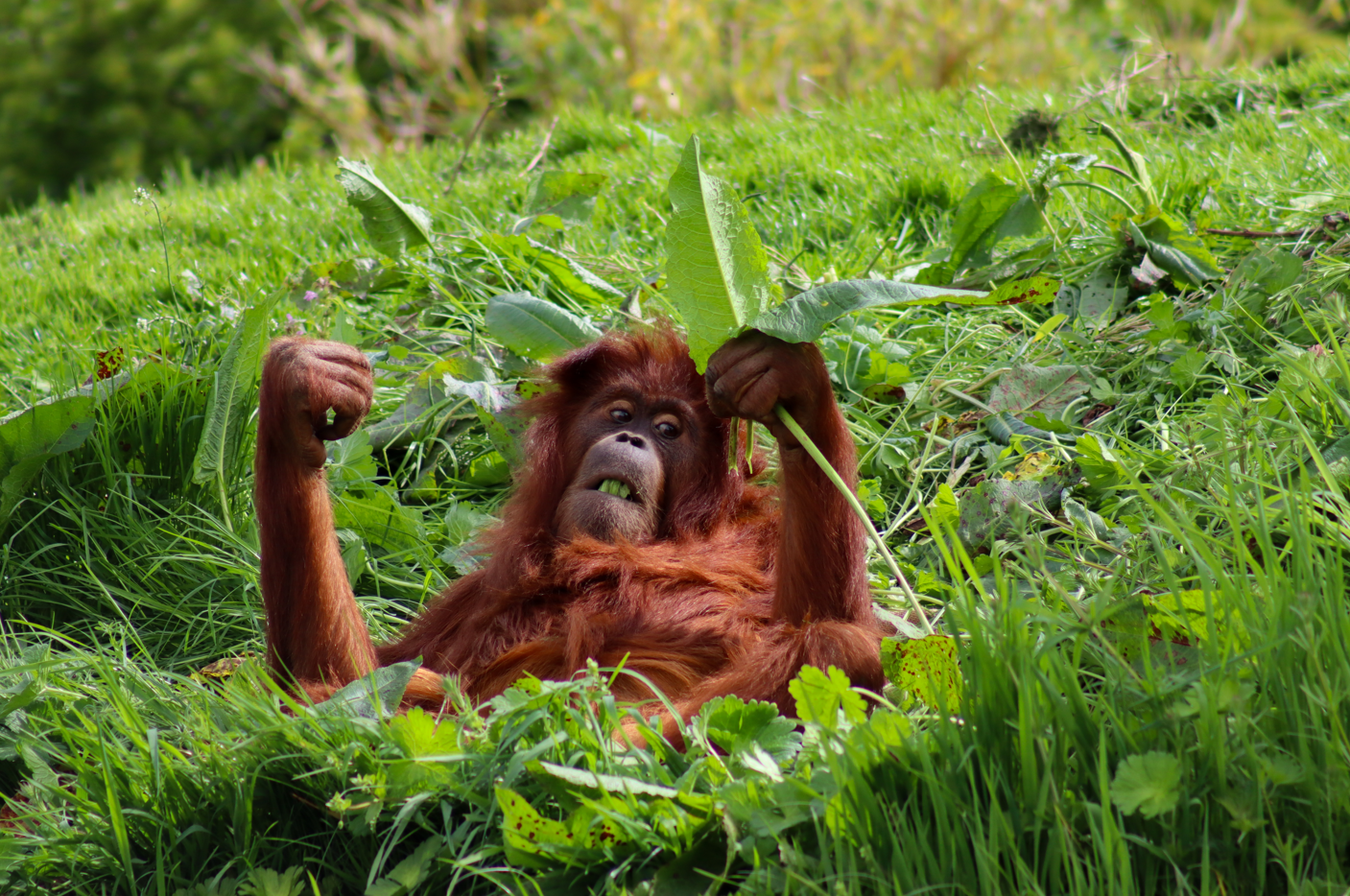 BIAZA Photo Competition 2023 - the stand-out comedic photos | BIAZA