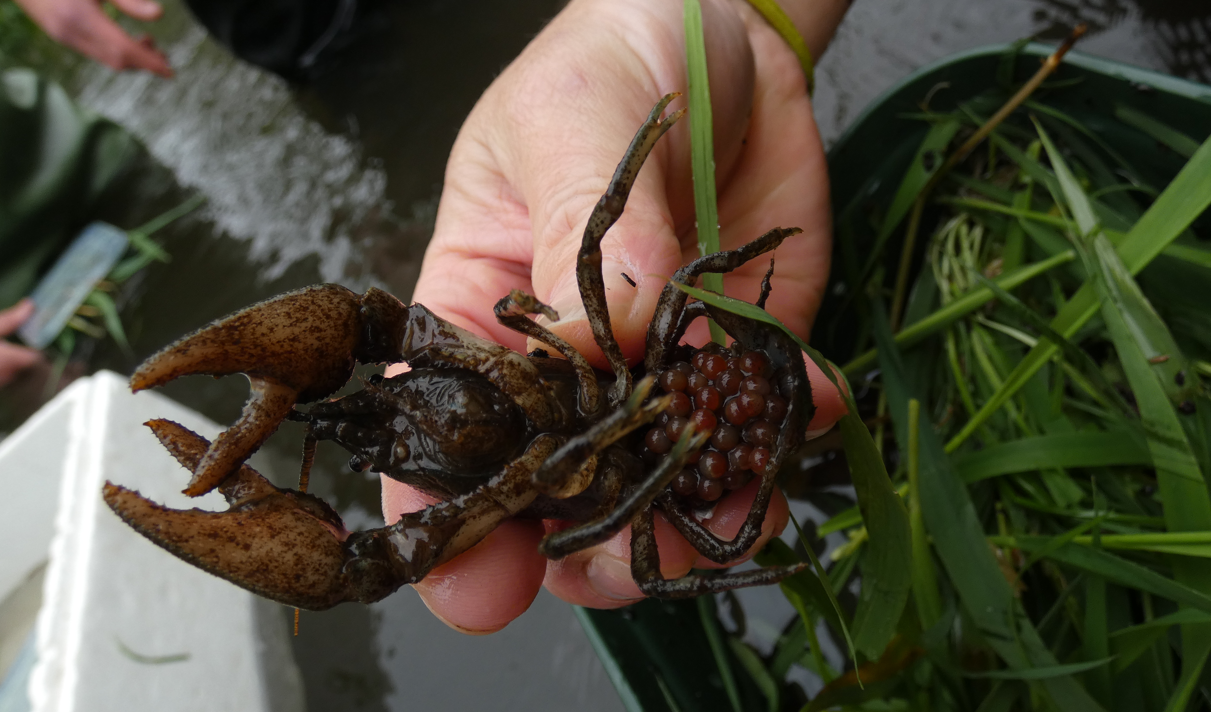 Norfolk zoo celebrates commitment to conservation with the arrival of ...