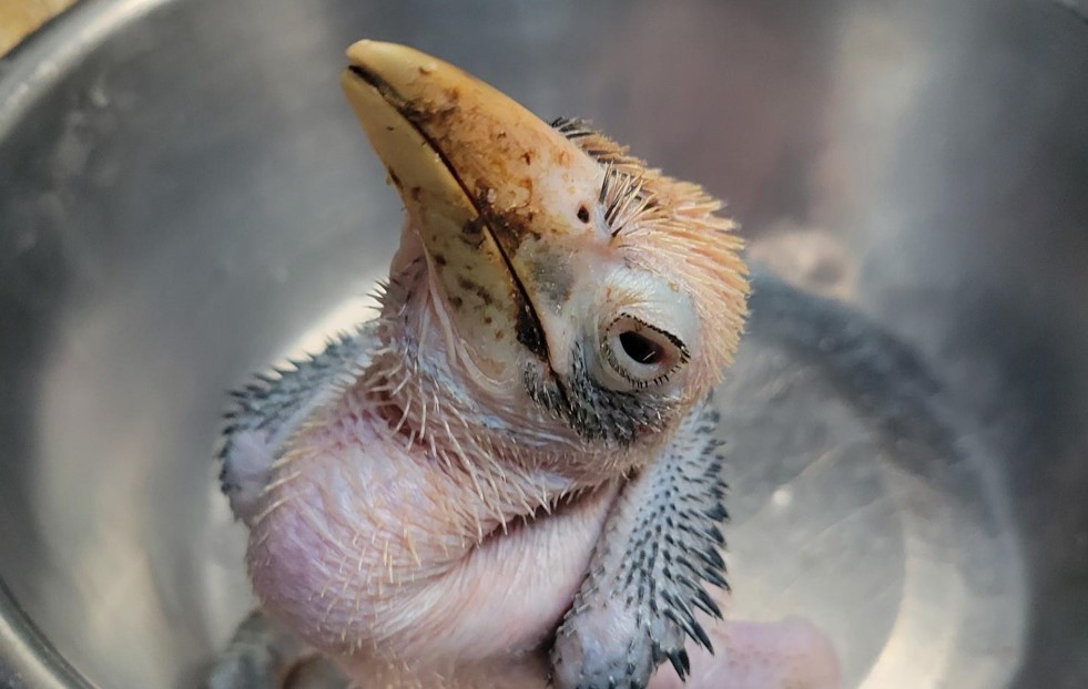 Bird breeding success at Bristol Zoo Project | BIAZA