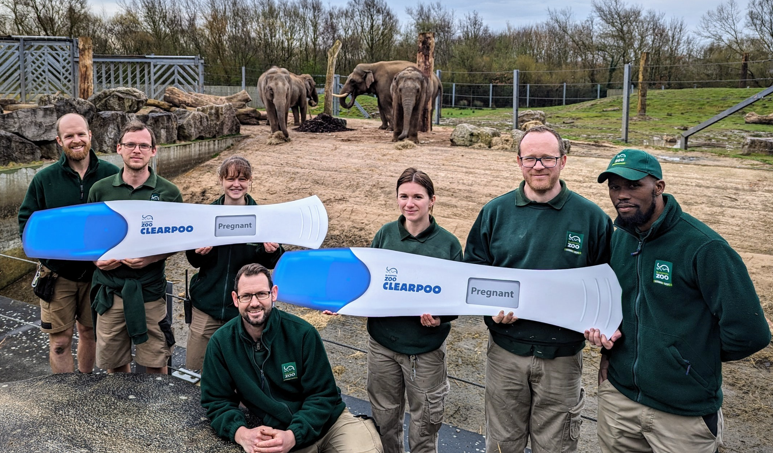 Have you HERD the elephant-astic news at Blackpool Zoo!? | BIAZA