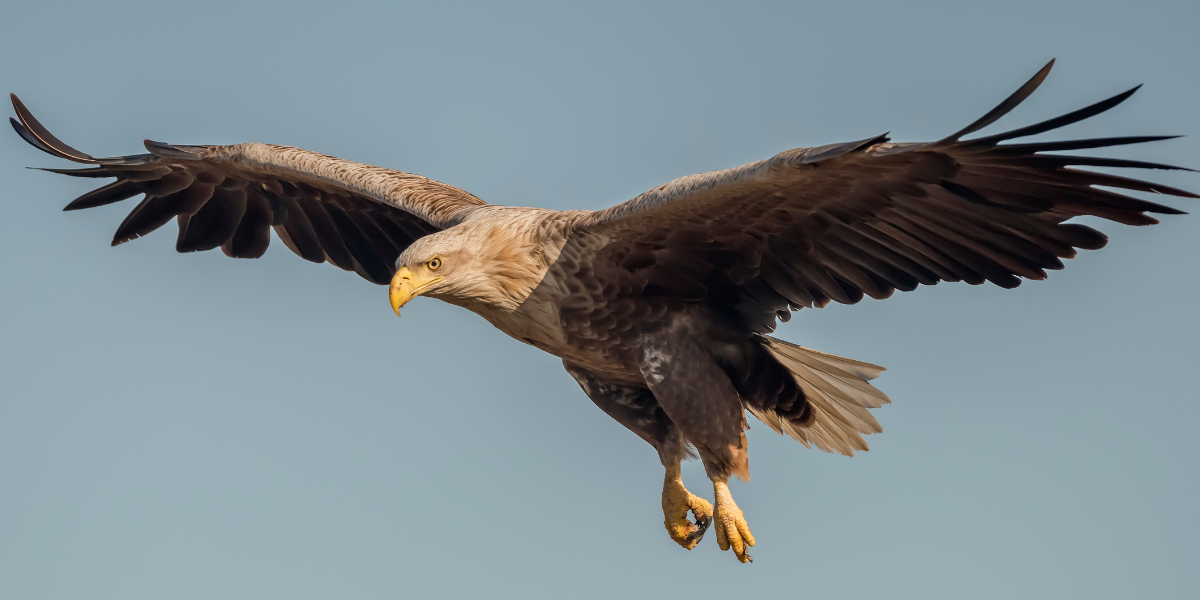 Blog: zoos supporting the white-tailed sea eagle | BIAZA
