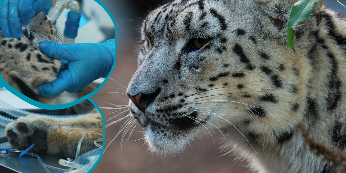 Seeing Clearly: Aurora the Snow Leopard’s Eye Surgery a Remarkable ...