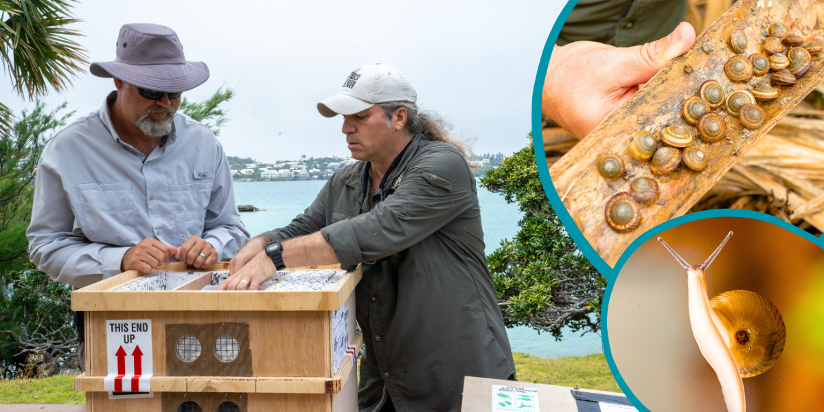 ‘Extinct’ snail officially saved as conservationists bring rare species ...