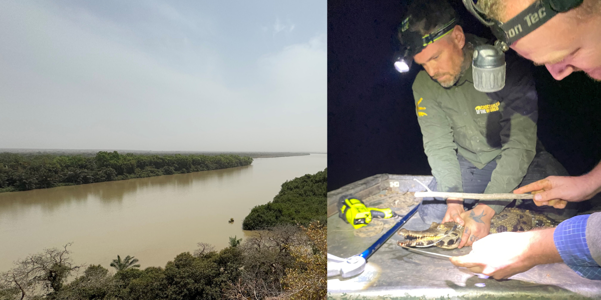 Blog: Crocodiles of the World Foundation's conservation in West Africa ...