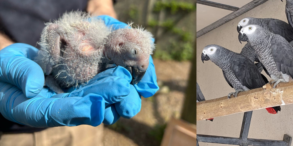 Conservation breeding success as rescued Endangered parrots hatch at ...