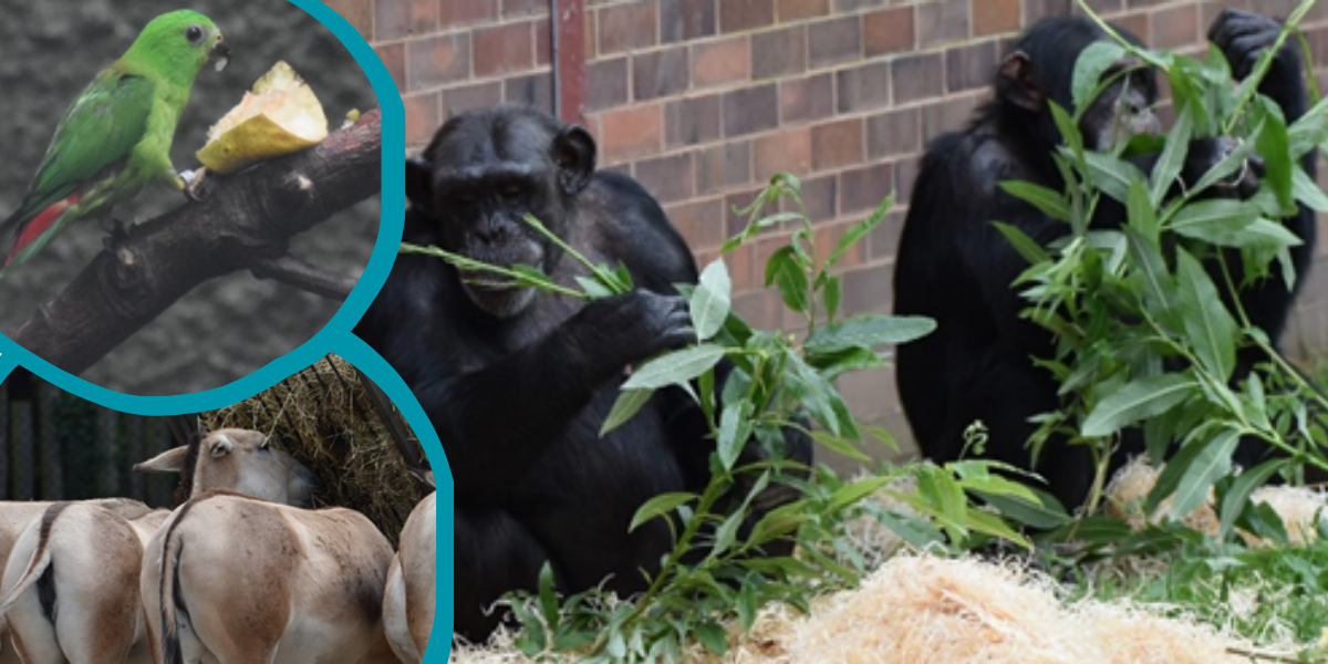 Blog: What is One thing All Zoos and Aquaria Have in Common? | BIAZA