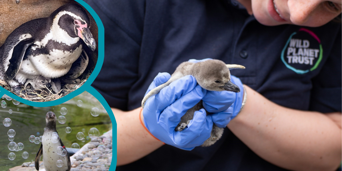 Newquay Zoo penguin colony grows with two fluffy arrivals | BIAZA