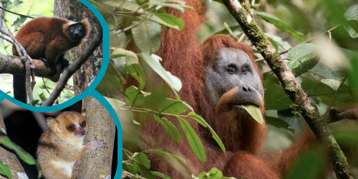 Dublin Zoo Director among Experts Warning of Existential Threat to ...