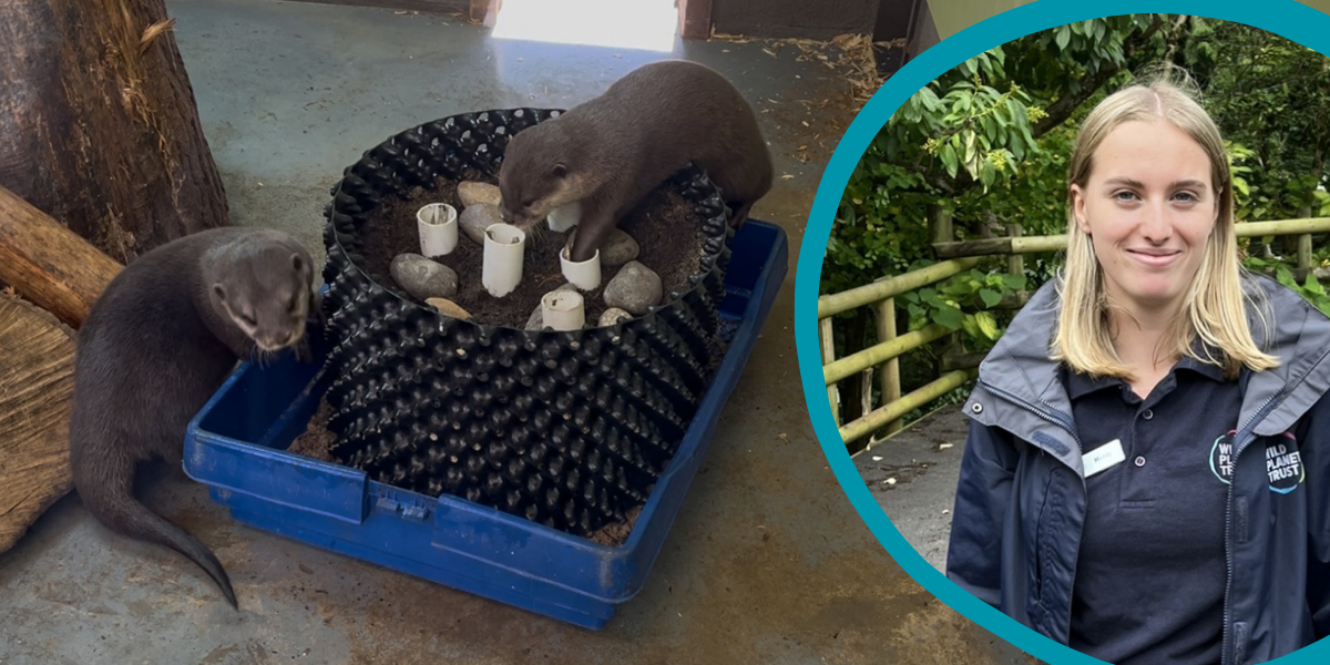 Allies for Wildlife: World Otter Day! | BIAZA