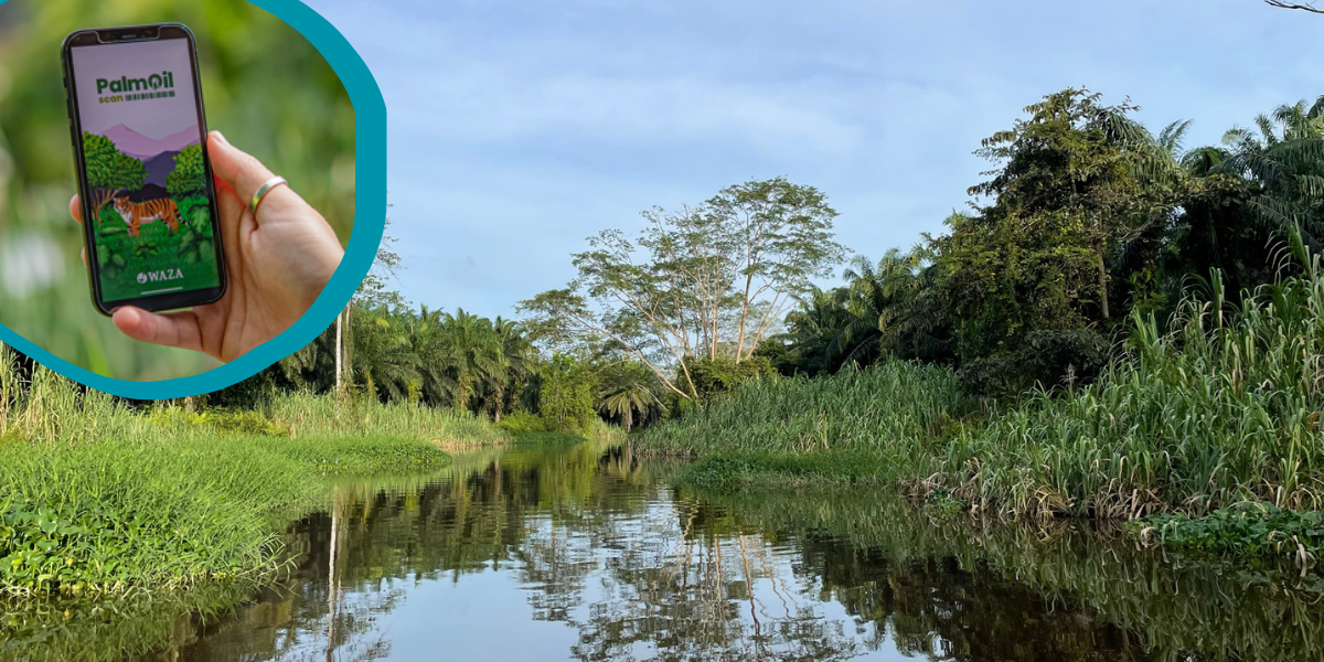 Allies for Wildlife: Sustainable Palm Oil in action! | BIAZA