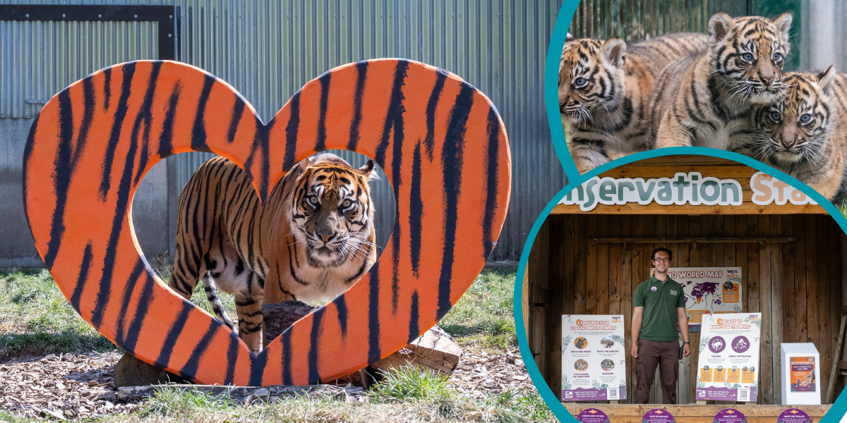 Allies for Wildlife: Together for Tigers | BIAZA