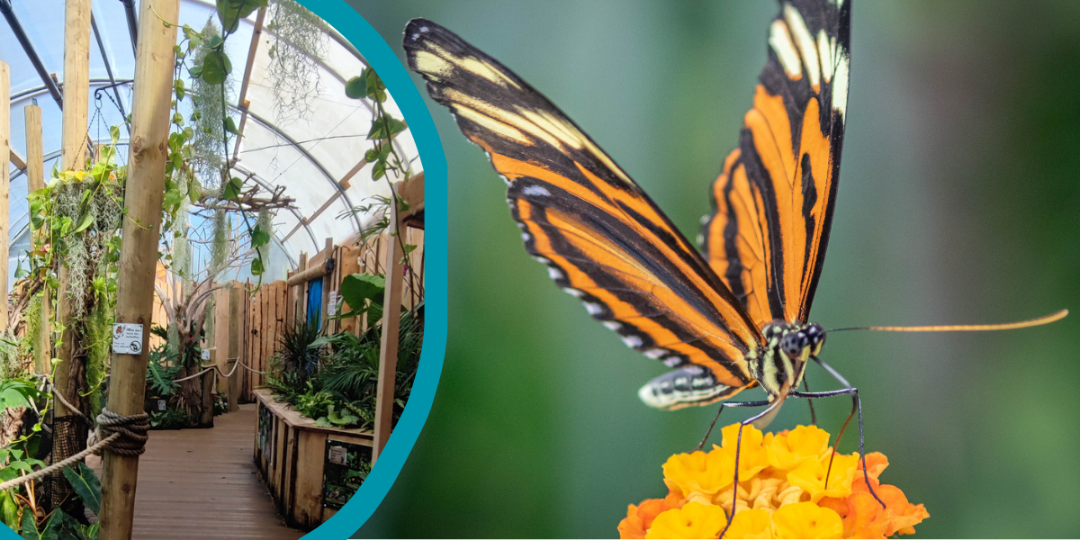 Welsh Mountain Zoo opens ‘Papillo Forest’ | BIAZA