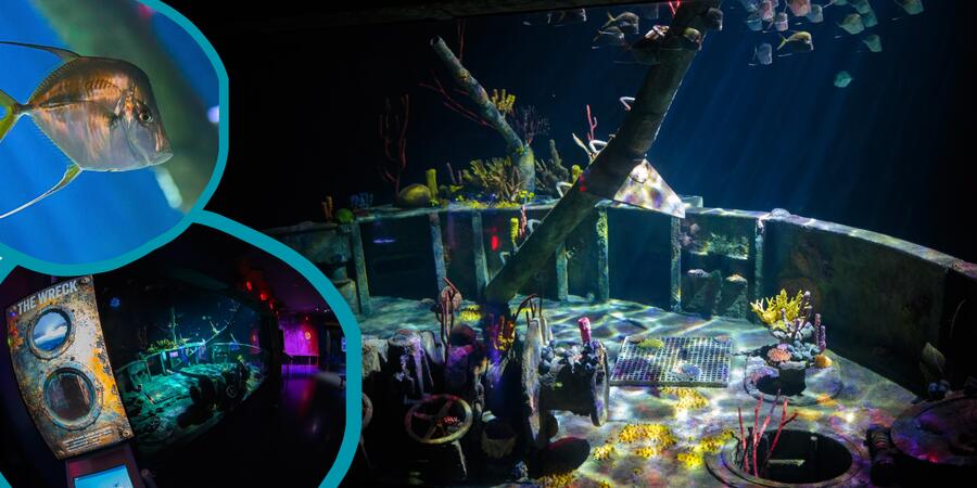 The Deep opens new habitat, The Wreck, this summer | BIAZA