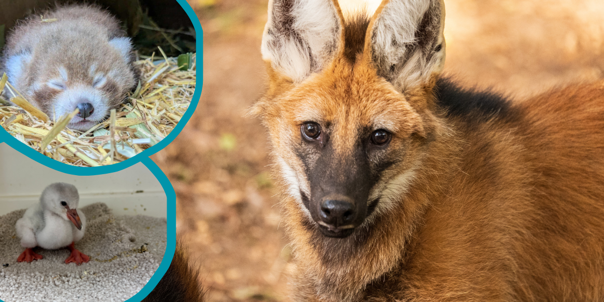 Banham Zoo Celebrates Conservation Triumph with Baby Boom of Endangered ...