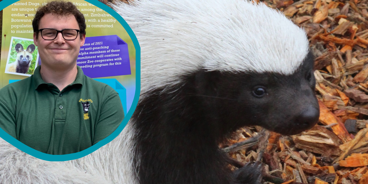 Blog: Journey of a little honey badger | BIAZA