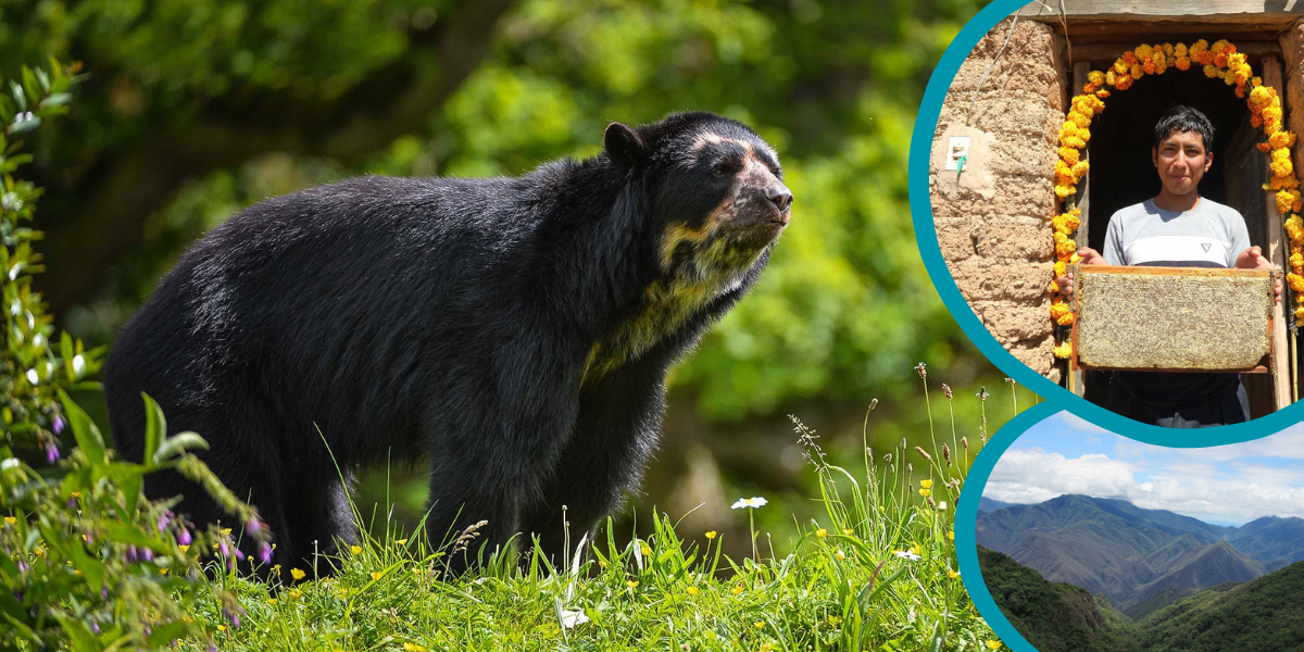 How honey is helping to save Bolivia’s rare Andean bears | BIAZA