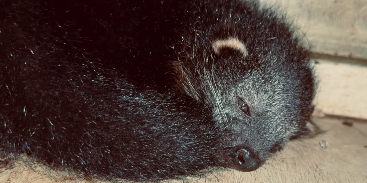 First ever binturong born at Drusillas Park | BIAZA