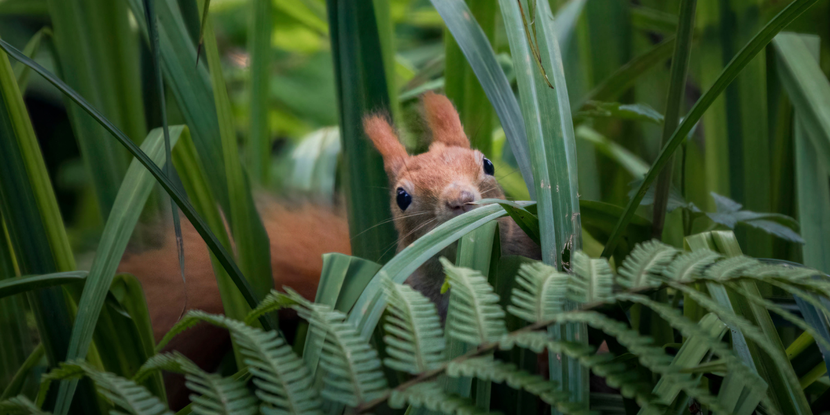 Welsh Mountain Zoo celebrates Red Squirrel conservation achievements ...