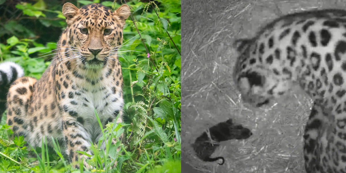 Dartmoor Zoo is thrilled to announce Amur Leopard pair Freddo and Lena ...