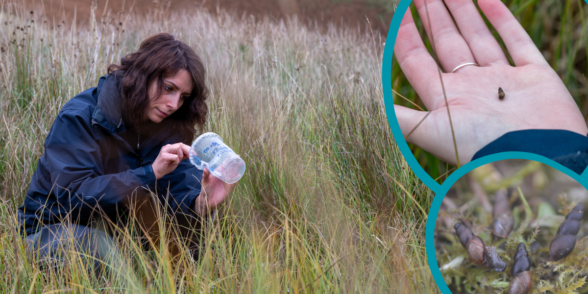 Thousands of rare snails released in Pentland Hills as part of ...