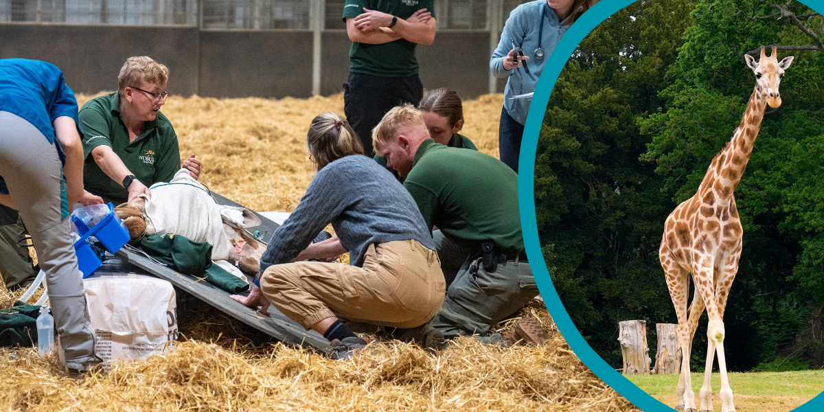 From Horses to Giants, Landmark Procedure Performed on Giraffe | BIAZA