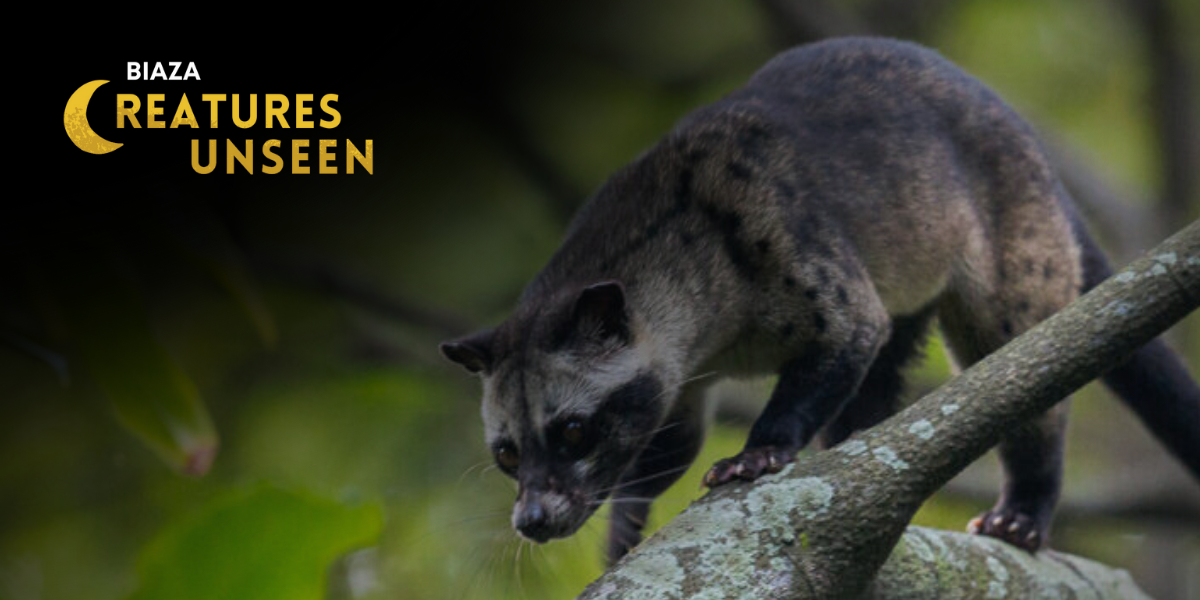 Blog: Civets, consumers, and conservation: could zoos disrupt civet ...