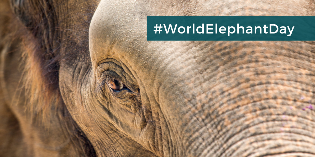 Blog: Government must deliver for elephants abused for tourists | BIAZA