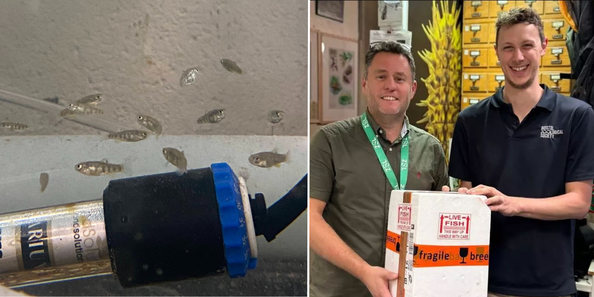 Breeding success as Bristol charity joins mission to save Mexican ...