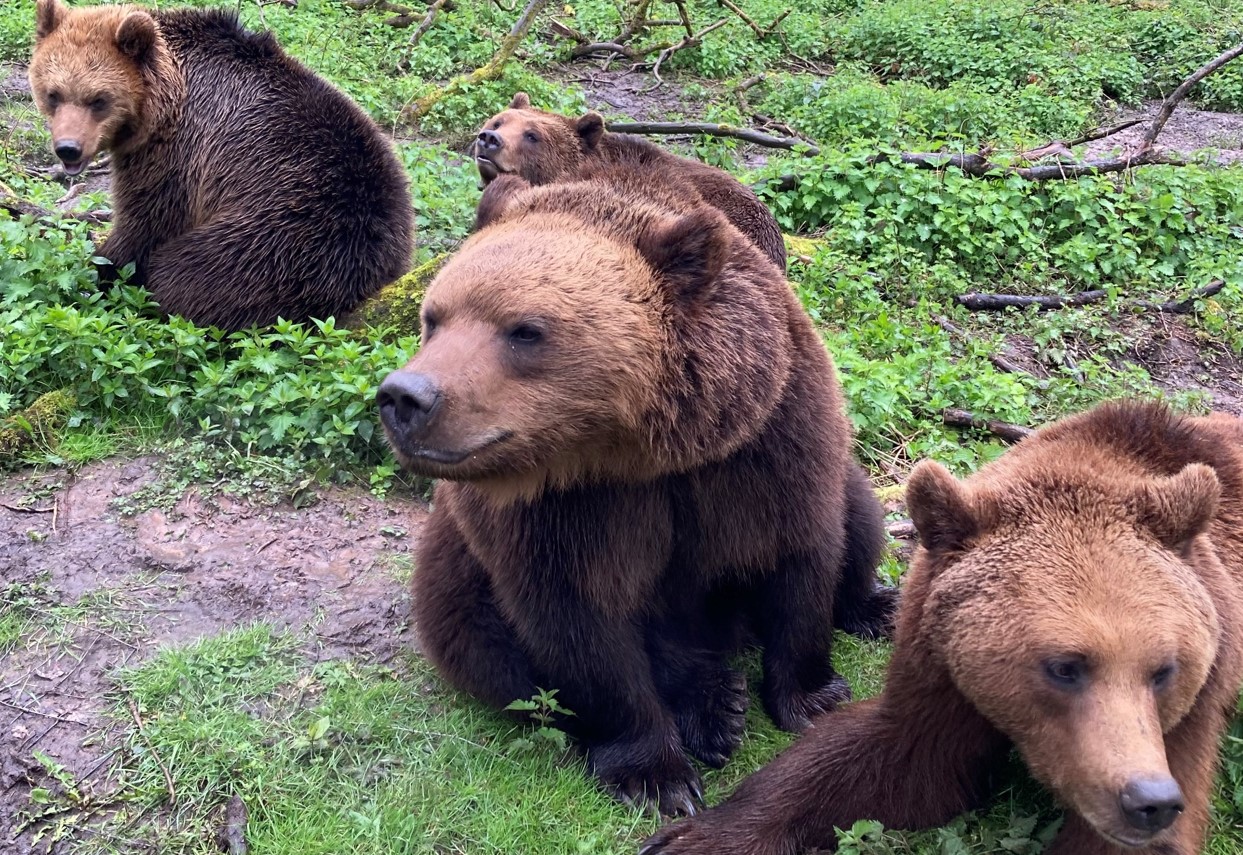 Why is BIAZA running Fat Bear Week? | BIAZA