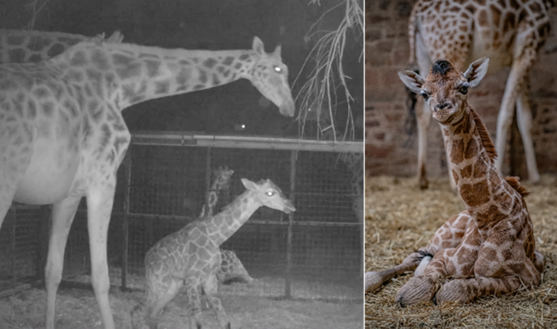 Rare Rothschild’s giraffe is born at Chester Zoo, and captured on CCTV ...