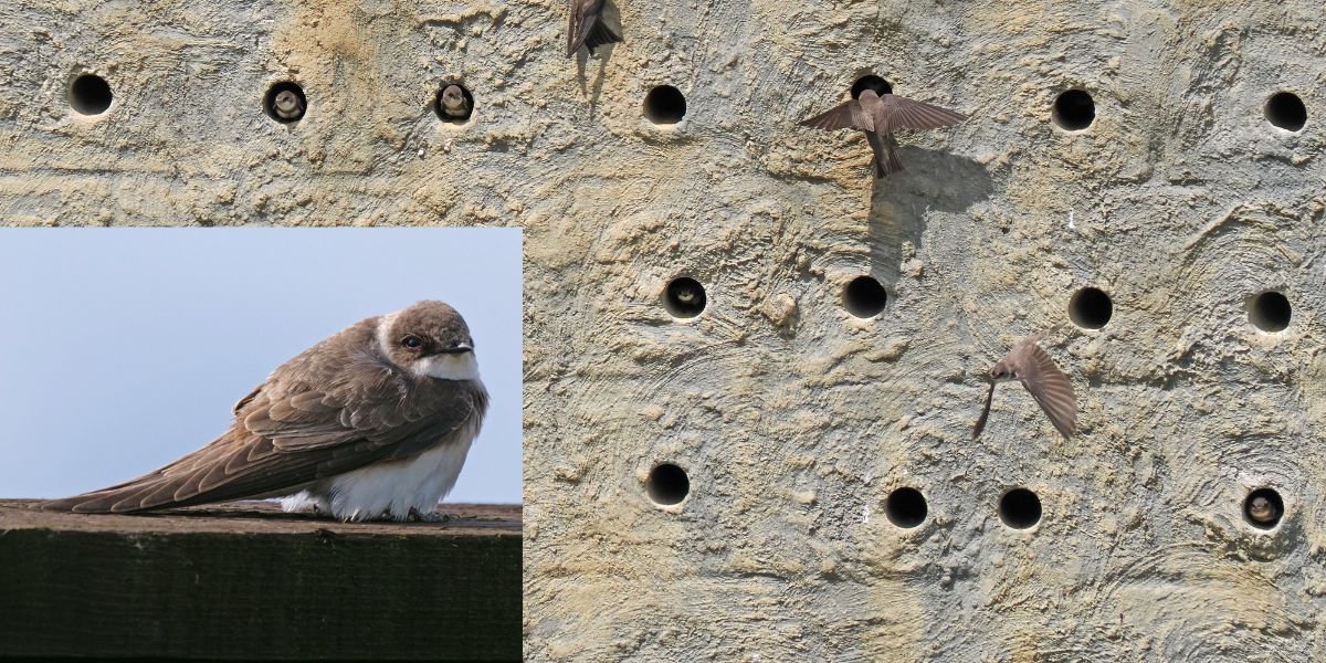 Sand martin chicks spotted for first time ever at Wearside wetland ...