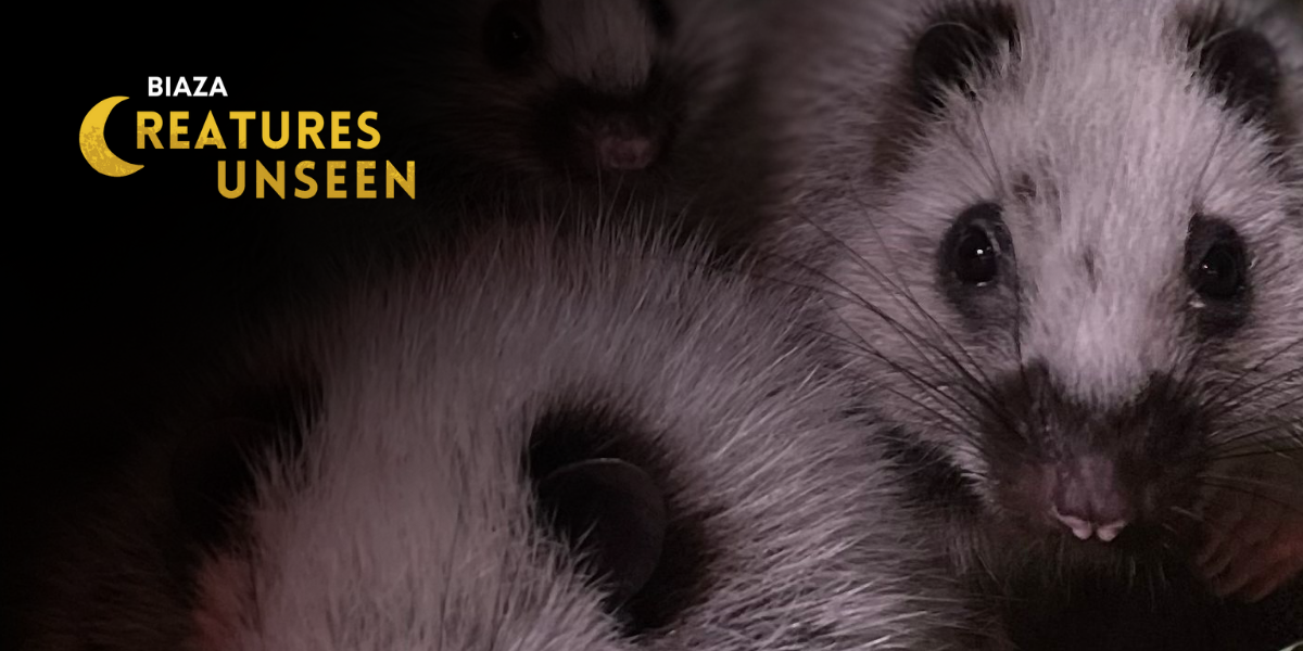 Blog: Meet the cloud rats! | BIAZA