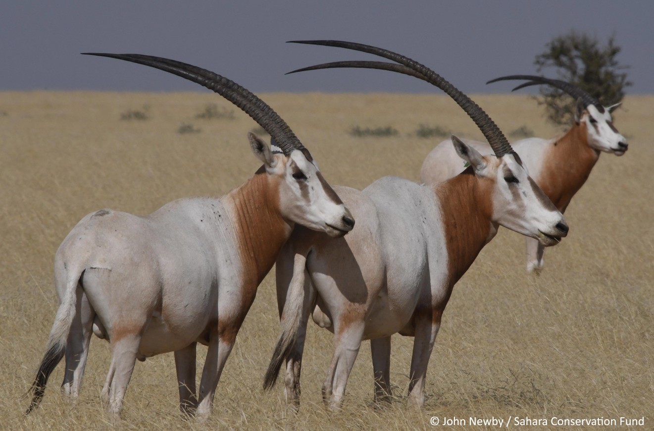 Back from the brink: how zoos and monitoring are powering the return of ...