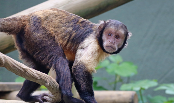 Capuch-in-credible Arrival: Critically Endangered Monkeys Find New Home ...